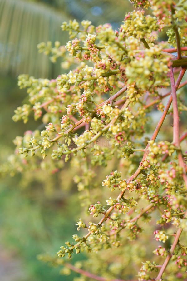 Fiore del mango immagine stock. Immagine di mango, piante - 63992379