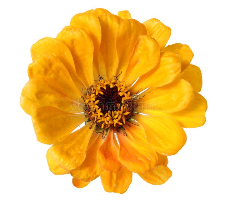 Fiore giallo fotografia stock. Immagine di giallo, pistillo - 6605160