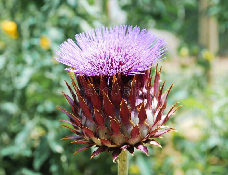 Fiore di Cardo Gigante 2 immagine stock. Immagine di gigante - 37363519