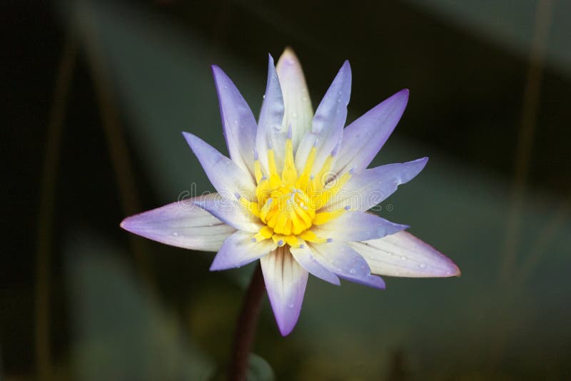 Fiore Lilla 01 stock photo. Image of lilac, gardens, botanical - 13378030