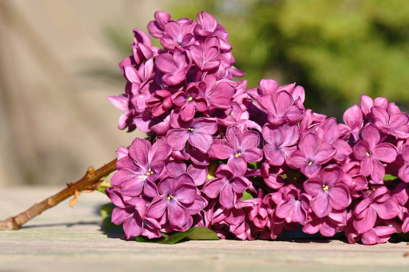 Fiore lilla fotografia stock. Immagine di botanico, fiore - 114911276