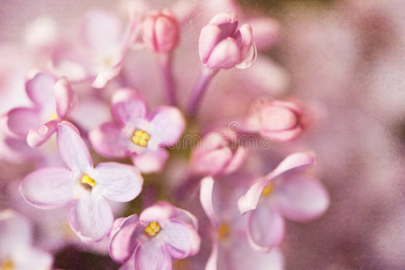 Fiore di lilla fotografia stock. Immagine di rugiada - 30794266