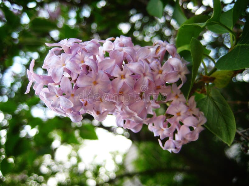 Fiore lilla fotografia stock. Immagine di fioritura, pianta - 36784346