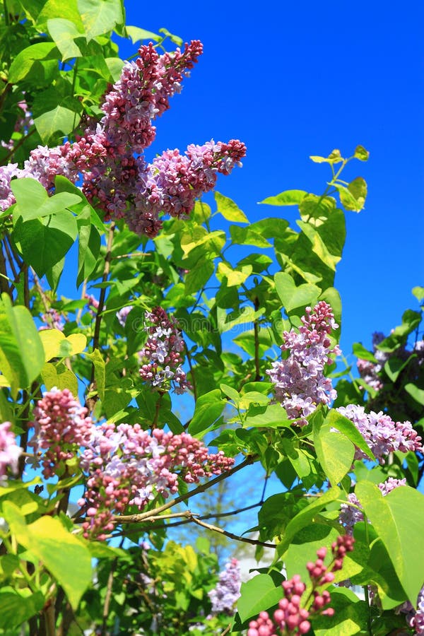 Fiore lilla dell'albero fotografia stock. Immagine di lillà - 53557616