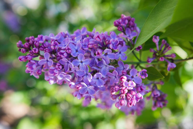 Lilla, Syringa vulgaris fotografia stock. Immagine di filiale - 74758082