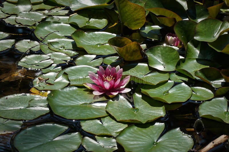 Fiore Magico Ninfea Nel Vecchio Stagno Immagine Stock - Immagine di ...