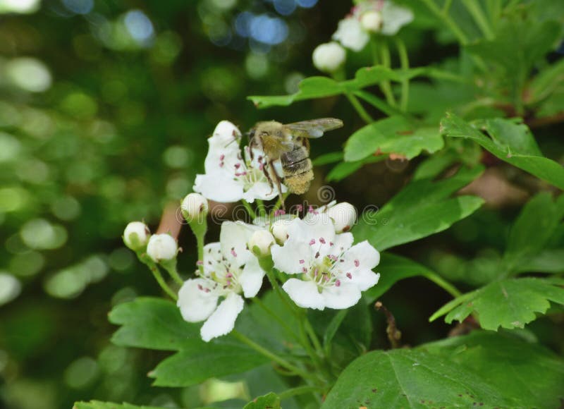 Bombo Nero Rosso-munito Sulla Cipolla Di Inverno Fotografia Stock ...