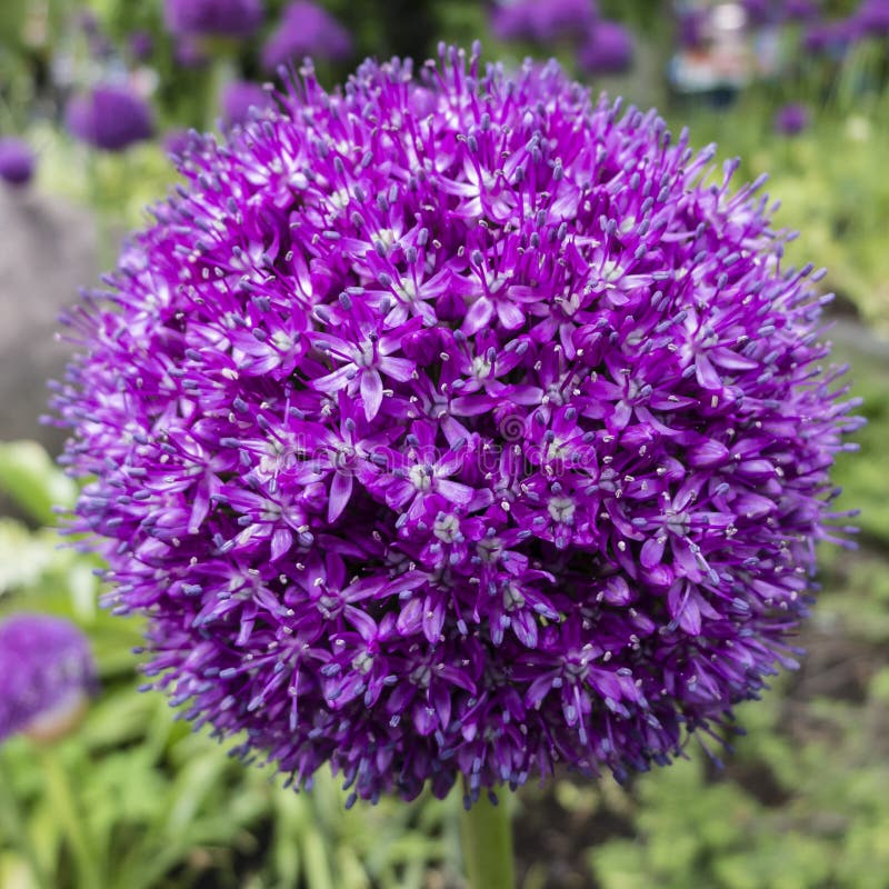 Fiore Ornamentale Dell'allium Fotografia Stock - Immagine di botanica ...