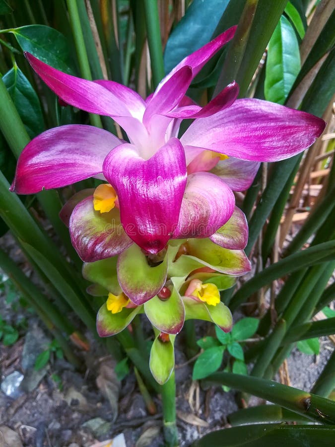 Fiore Della Curcuma Isolato Su Bianco Fotografia Stock - Immagine di ...