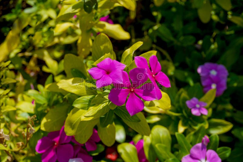 Fiore porpora di colore fotografia stock. Immagine di salute - 81691528