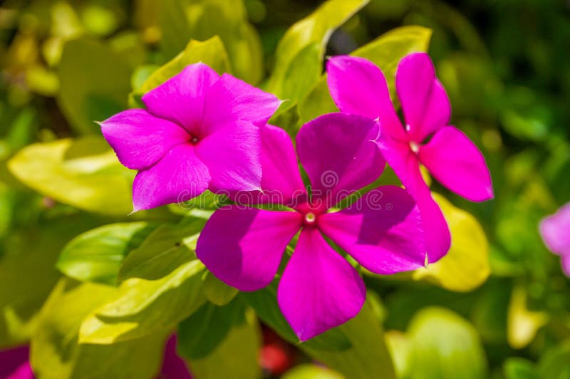 Fiore porpora di colore fotografia stock. Immagine di salute - 81691528