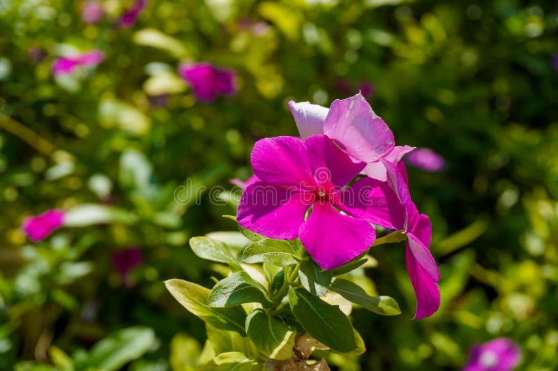 Fiore porpora di colore fotografia stock. Immagine di salute - 81691528