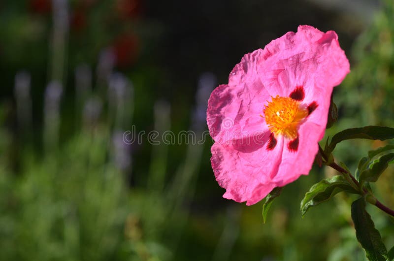 Fiore rosa della roccia immagine stock. Immagine di colore - 44687681