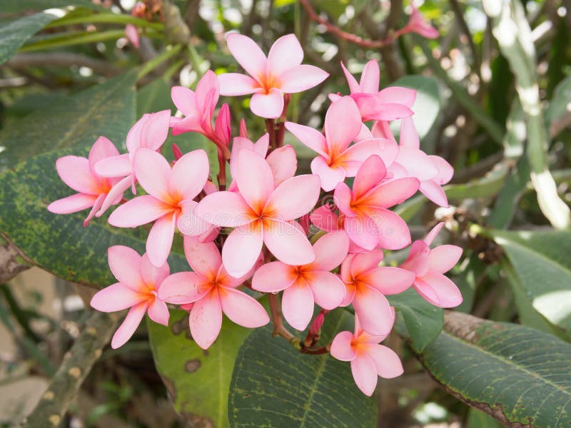Macro Della Plumeria Rosa O Del Fiore Del Frangipane Sull'albero ...