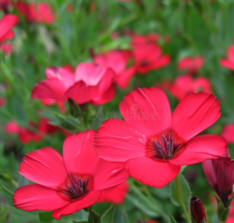 Fiore rosso immagine stock. Immagine di ottenuto, giardino - 121434013