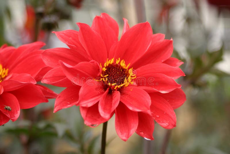 Fiore rosso fotografia stock. Immagine di pioggia, giardino - 16576