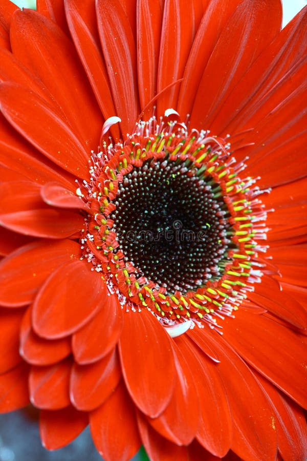 Fiore rosso fotografia stock. Immagine di fiore, naughty - 3766150