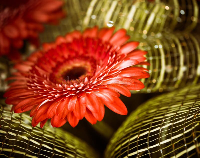 Fiore rosso fotografia stock. Immagine di stagione, bello - 41733838