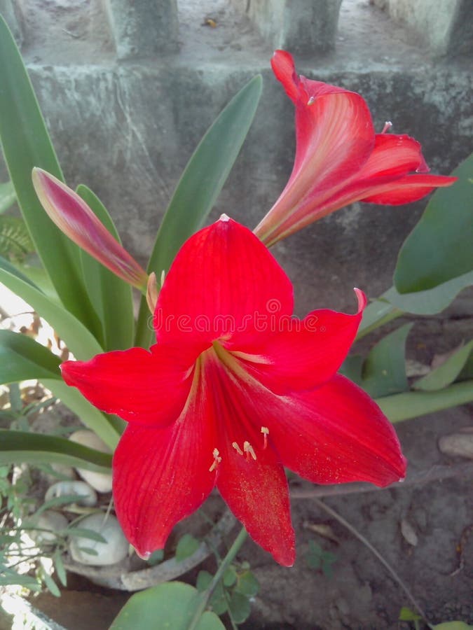 Fiore rosso immagine stock. Immagine di colore, rosso - 43085971