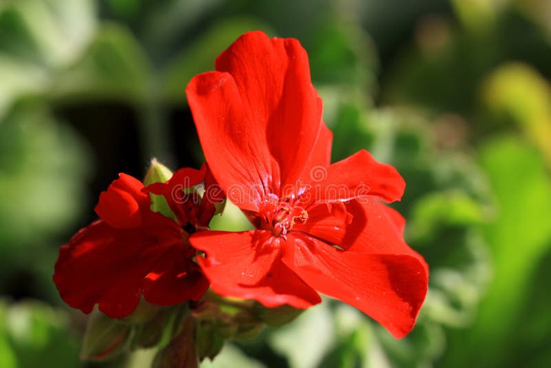 Fiori rossi dei gerani immagine stock. Immagine di geranio - 70740879