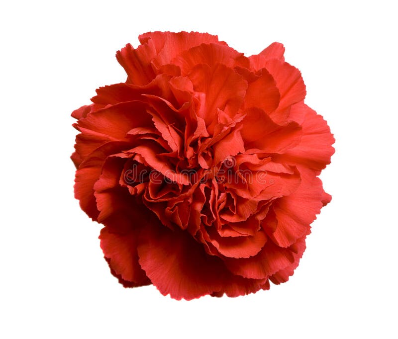 25,955 Un Garofano Rosso Foto stock - Foto stock gratuite e royalty ...