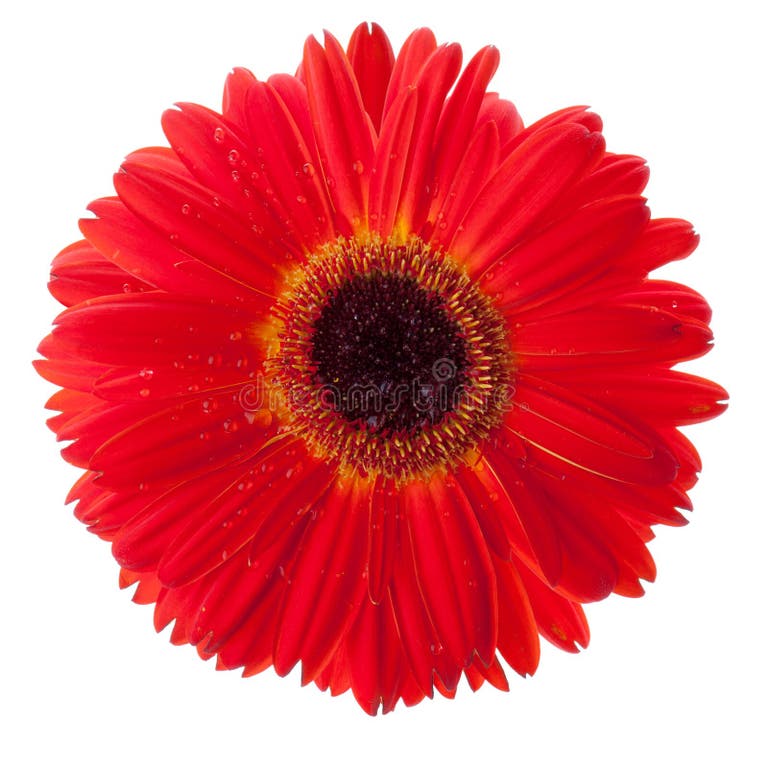 Fiore di gerbera rossa immagine stock. Immagine di fiore - 18206883
