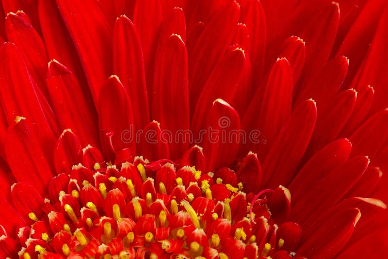 Fiore di gerbera rossa fotografia stock. Immagine di bellezza - 36957392