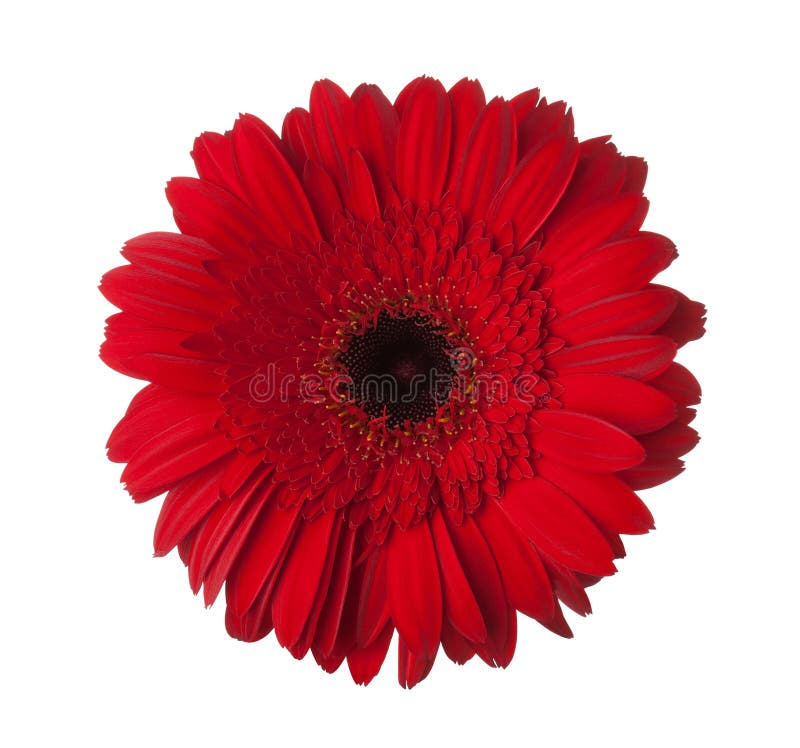 Fiore Rosso Della Gerbera Isolato Su Fondo Bianco Immagine Stock ...