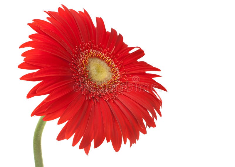 Gerbera rossa immagine stock. Immagine di flora, pianta - 13407069