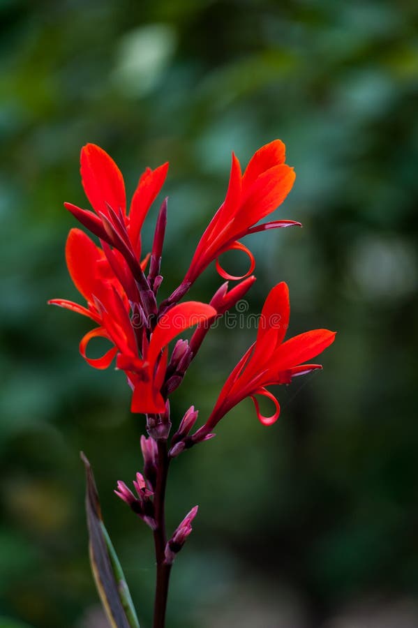 Fiore rosso di Canna immagine stock. Immagine di mazzo - 28928281