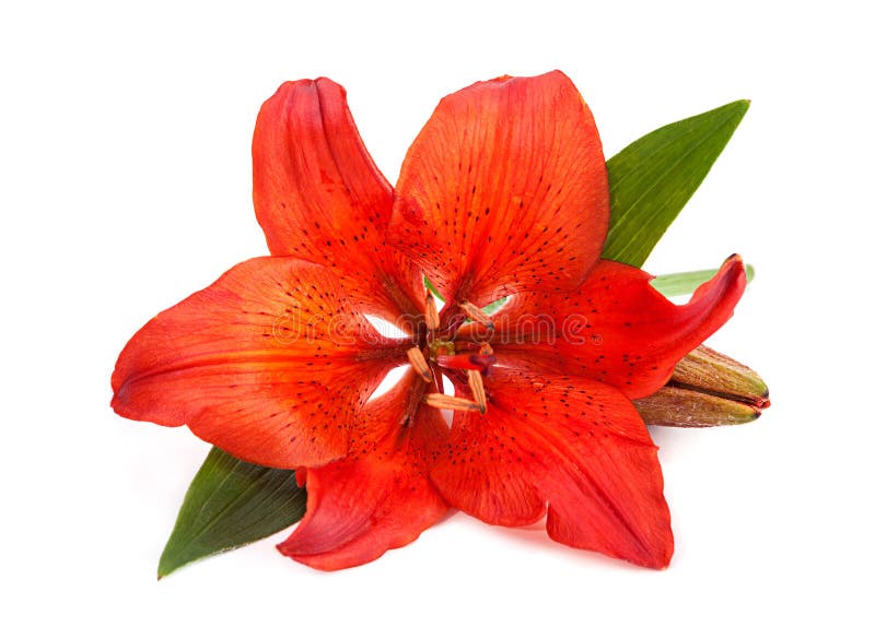 Fiore rosso di Lilly fotografia stock. Immagine di giglio - 41255764