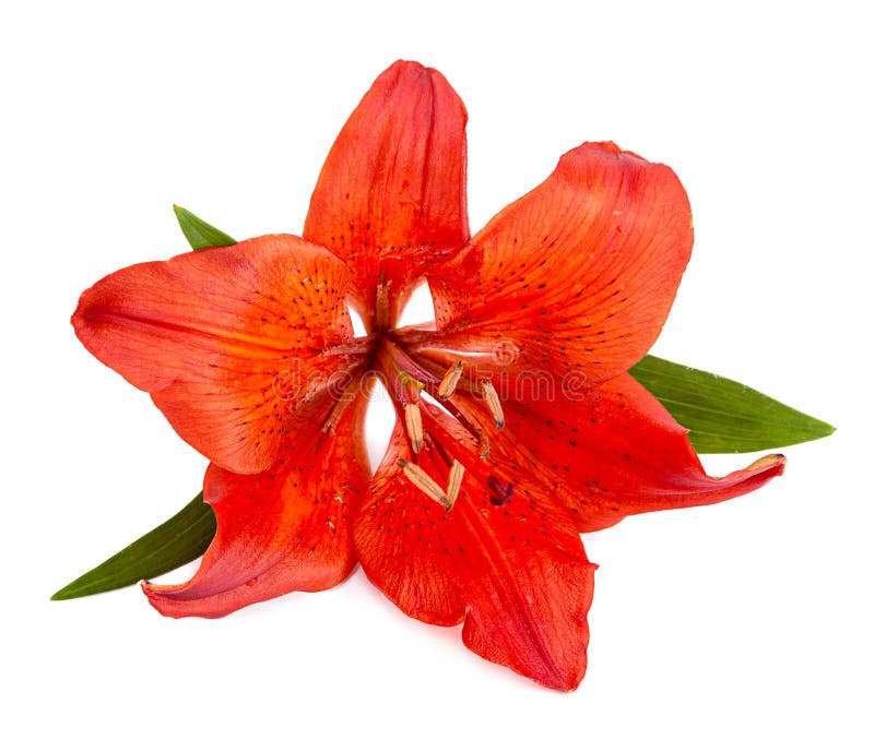 Fiore rosso di Lilly fotografia stock. Immagine di giglio - 41255764