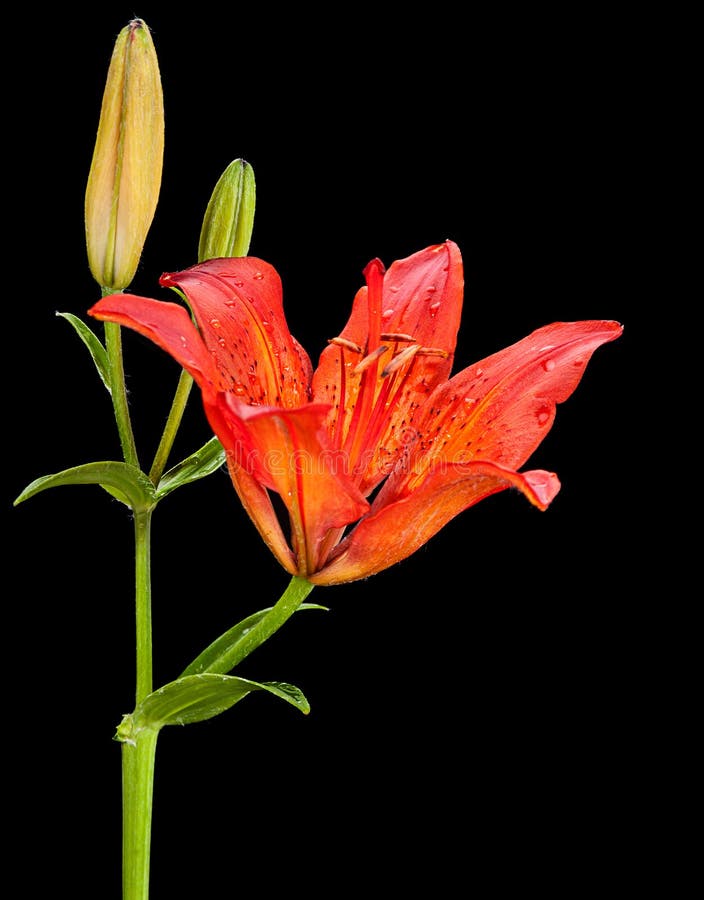 Fiore di Lilly sul nero fotografia stock. Immagine di pianta - 43318580