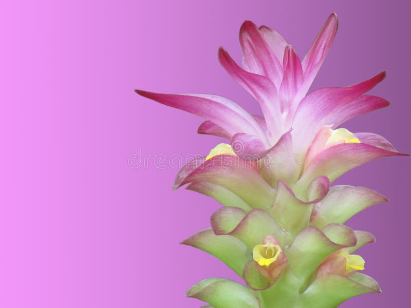 Fiore Di Curcuma Selvatica, Curcuma Aromatica Salisb. Il Fiore Di ...