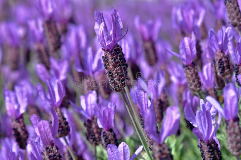 Fiore Spagnolo Viola Della Lavanda Immagine Stock - Immagine di naughty ...