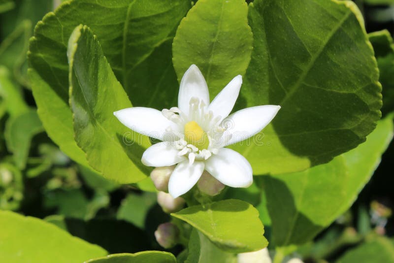 Fiore su un limone fotografia stock. Immagine di petalo - 39404292