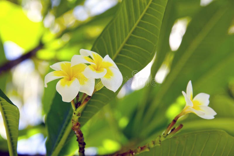 Fiore Di Frangipani (plumeria) Fotografia Stock - Immagine di giallo ...