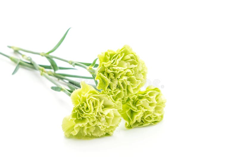 Fiore verde del garofano immagine stock. Immagine di garofani - 107717685