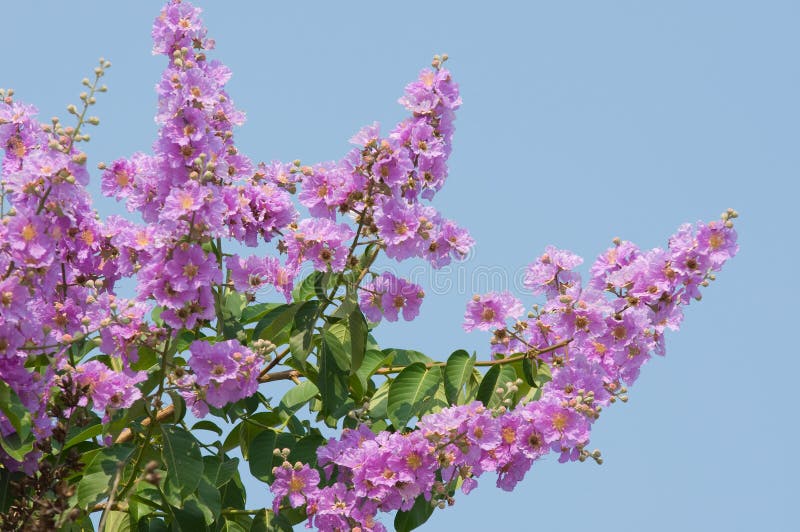 Fiore viola immagine stock. Immagine di fuoco, bellezza - 20778439