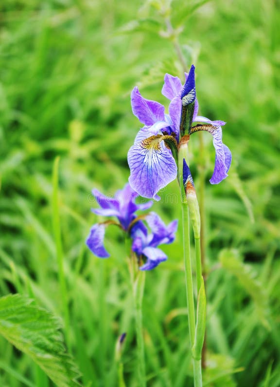 Fiore viola immagine stock. Immagine di fiore, verticale - 25516819