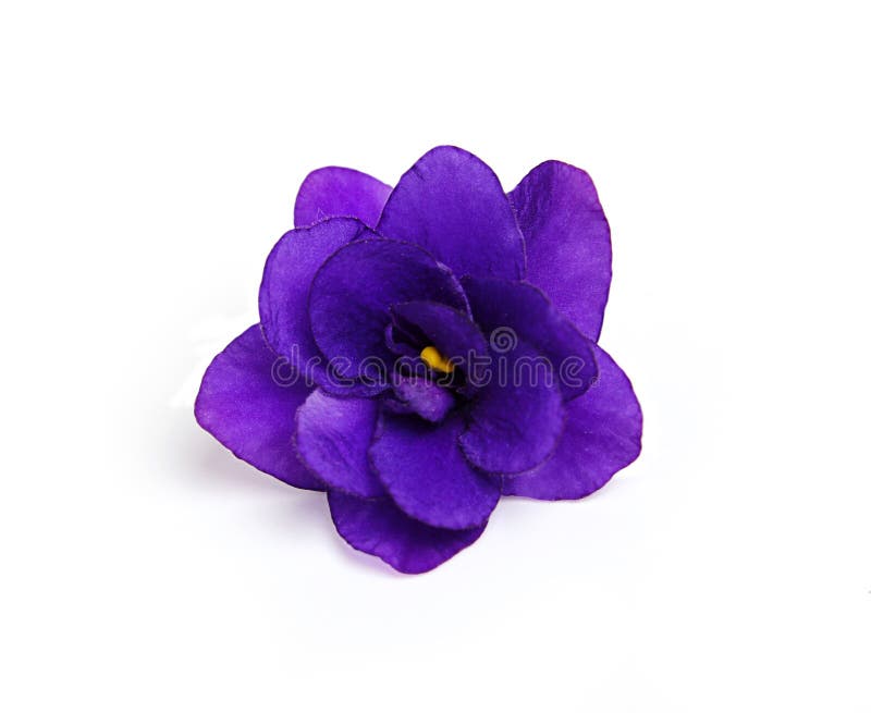 Fiore viola immagine stock. Immagine di decorativo, fresco - 28771673