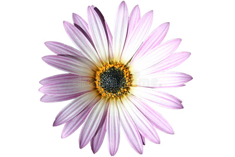 Fiore viola immagine stock. Immagine di bello, botanico - 82225