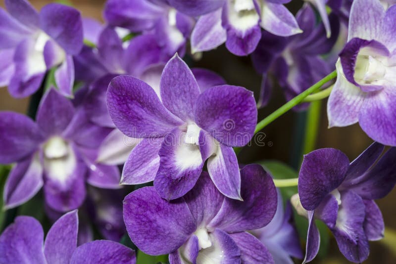 Fiore Viola Dell'orchidea Di Phalaenopsis Fotografia Stock - Immagine ...