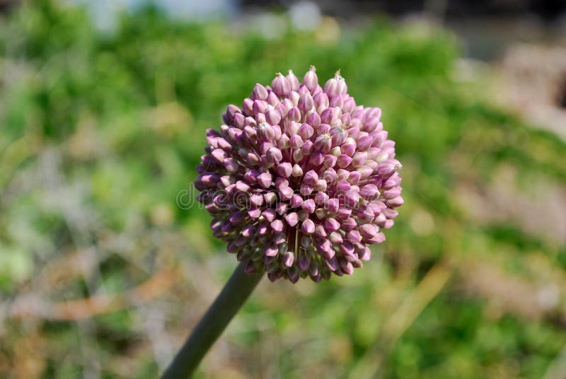 Fiore 2 della cipolla immagine stock. Immagine di verdure - 8649