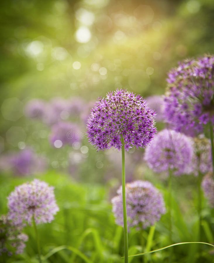 Fiore Viola Della Cipolla Di Alium Immagine Stock - Immagine di rosa ...