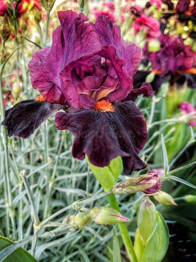 Fiore Viola Scuro Reale Dell'iride Della Molla Immagine Stock ...