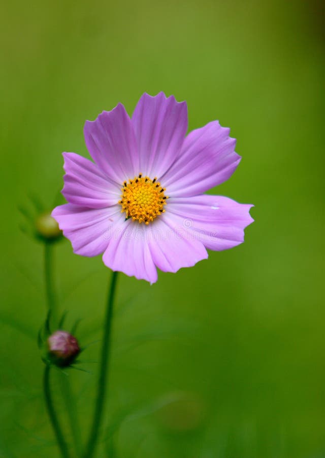 Verde Palude Color Pictures And Images - RGB Color Hex Code [#408000 - 45%]