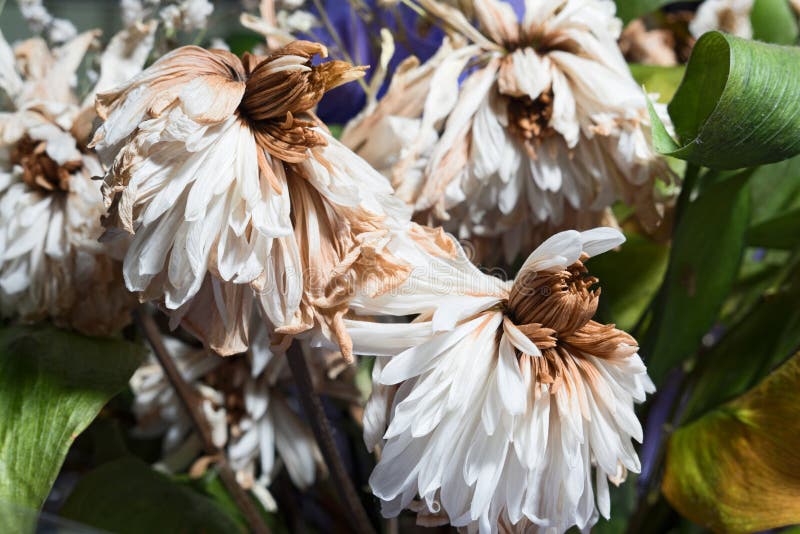 Fiori Appassiti Del Crisantemo Immagine Stock - Immagine di organico ...