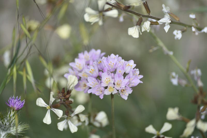 Fiori Bianchi Della Cipolla Selvatica Con Il Gambo Verde Fotografia ...