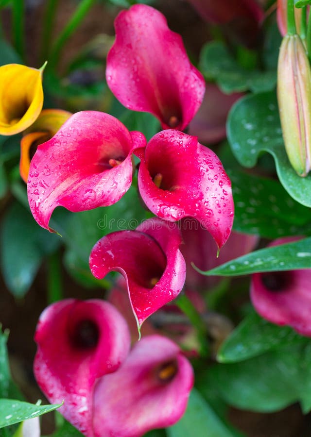 Fiori - calla rosa immagine stock. Immagine di testa - 40238495